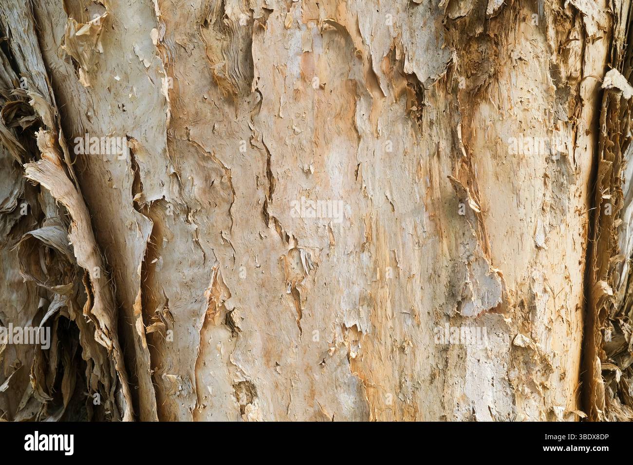 Close-up of the bark of the Melaleuca tree also know os Paperbark tree ...