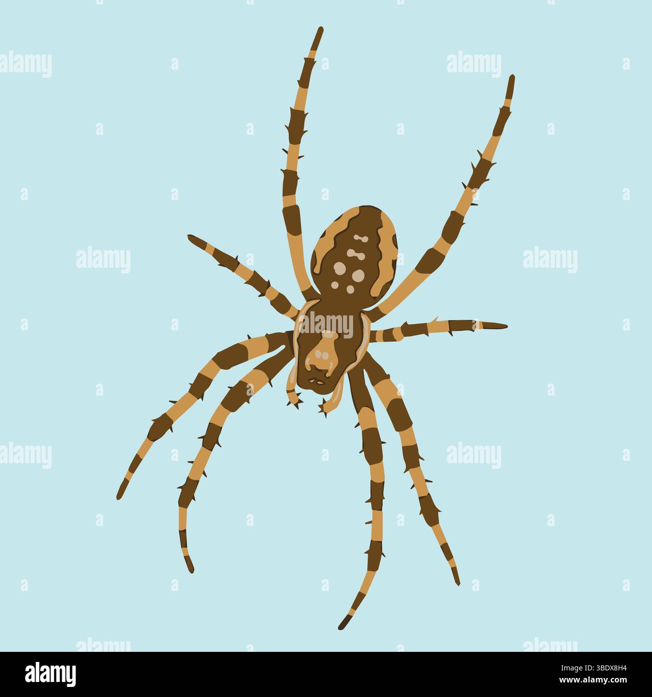 Long legs on spider Stock Vector Images - Alamy