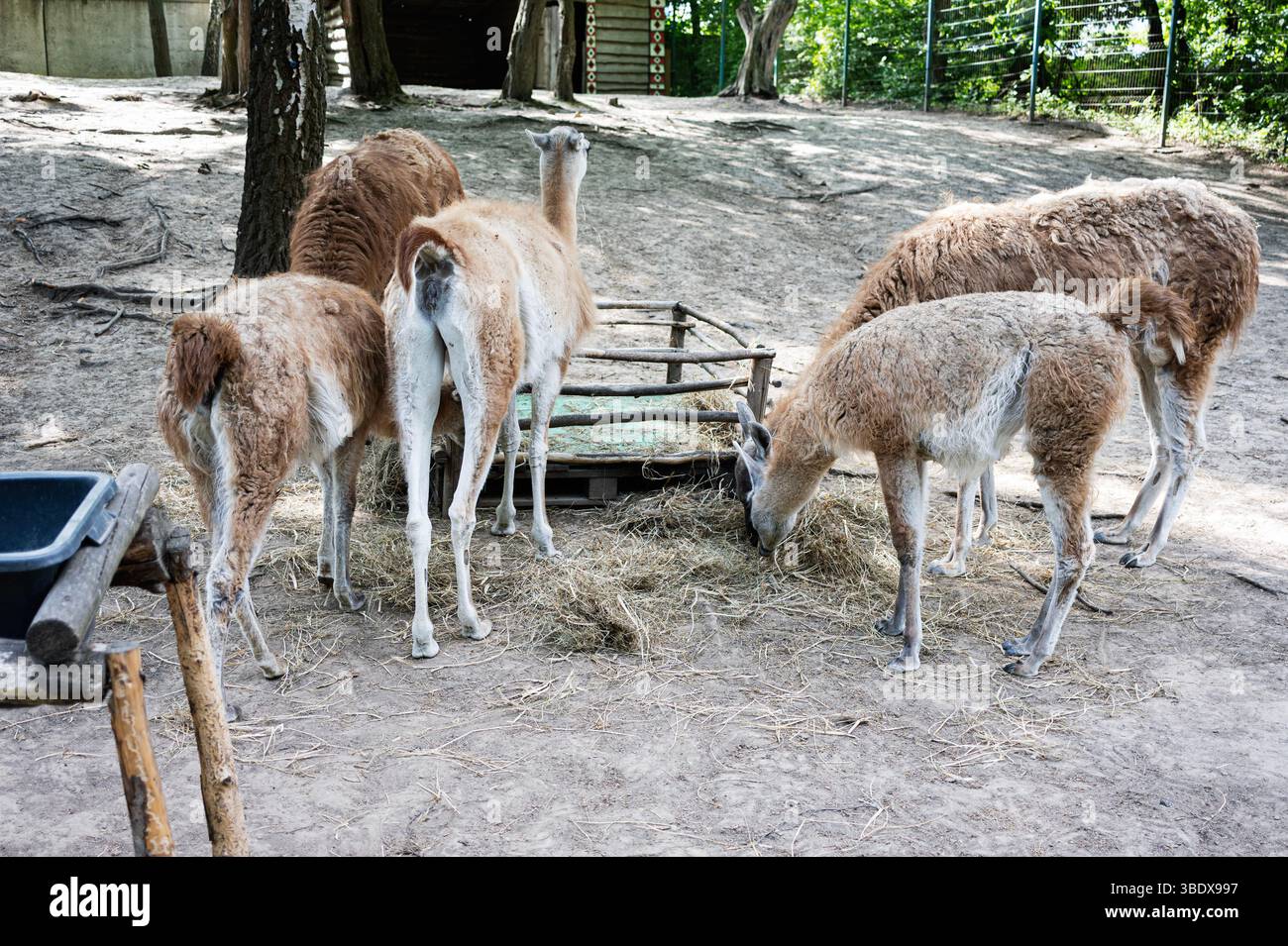 A group of guanacos eats hay in an enclosure amidst a natural setting ...