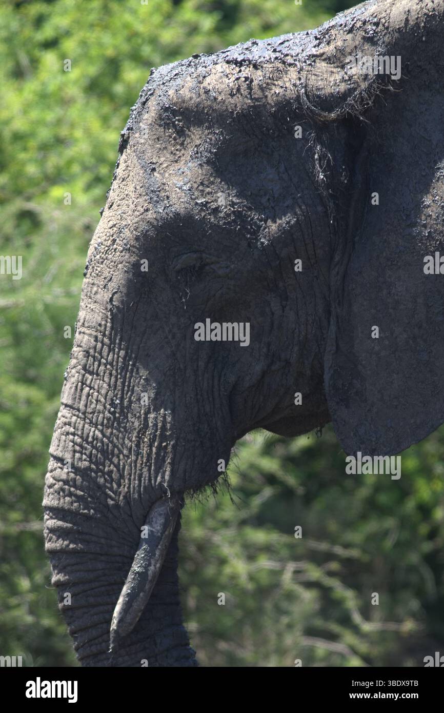 Side view of an elephant with tusk, sun-dried mud cracks appearing on ...