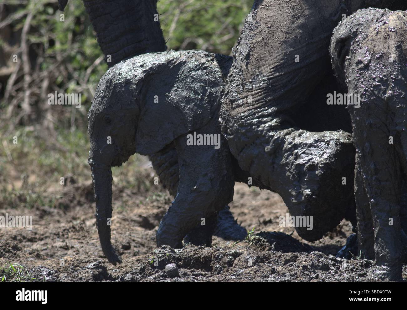 Elephant calf having a mud bath and playing in a wallow with mother ...