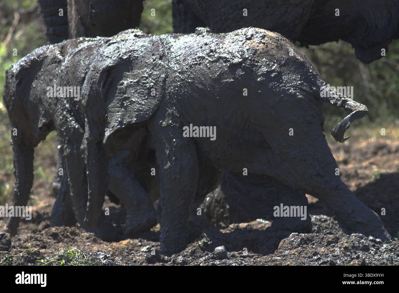 Two elephant calves having a mud bath; playing in a wallow with mother ...