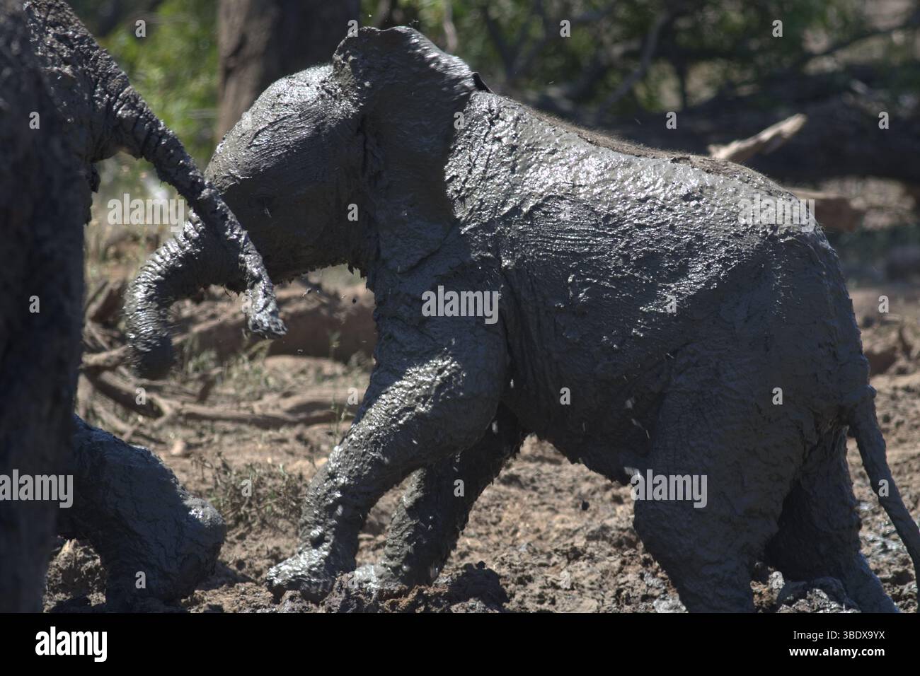 Elephant calf having a mud bath and playing in a wallow with mother ...