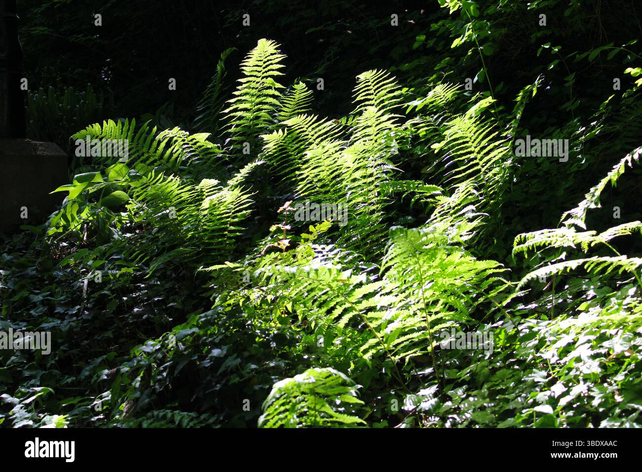 Ferns leaves green close hi-res stock photography and images - Alamy