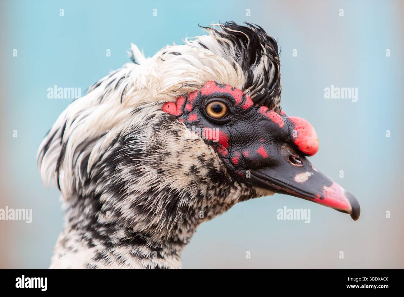 Beautiful view muscovy duck hi-res stock photography and images - Alamy
