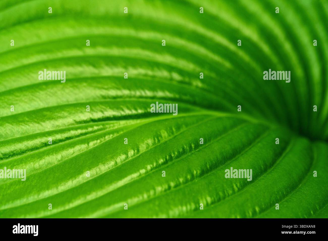 Macro of green Hosta leaf with deep veins and natural curved texture ...