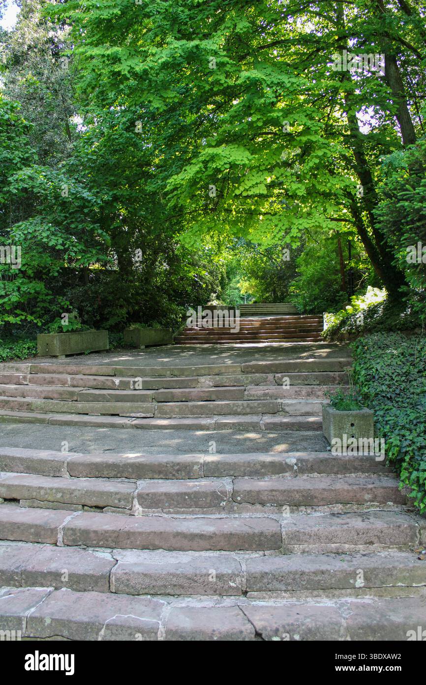 Sun-dappled park stairs framed by ivy and woodland plants Stock Photo ...