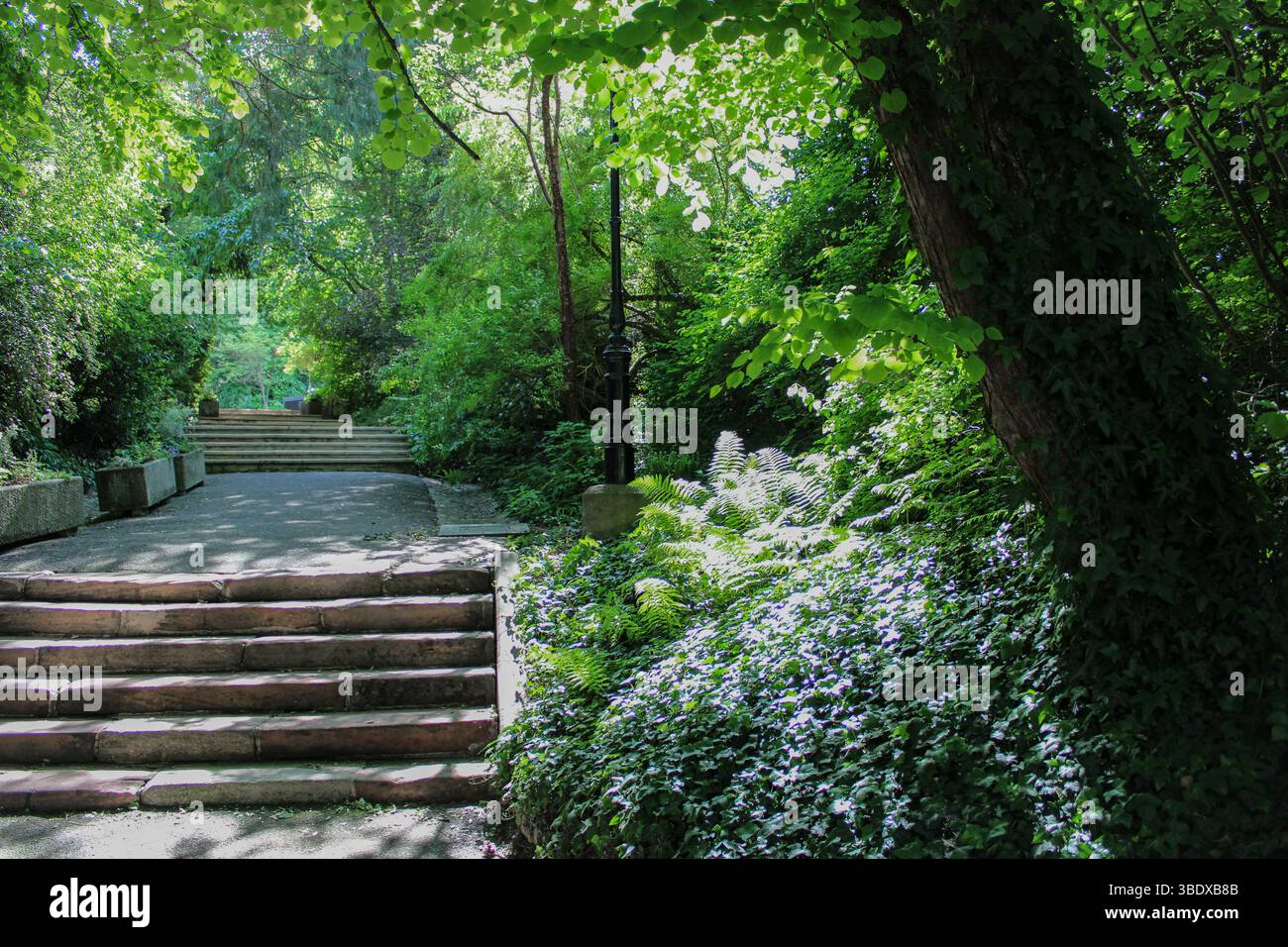 Pathway through lush greenery hi-res stock photography and images - Alamy