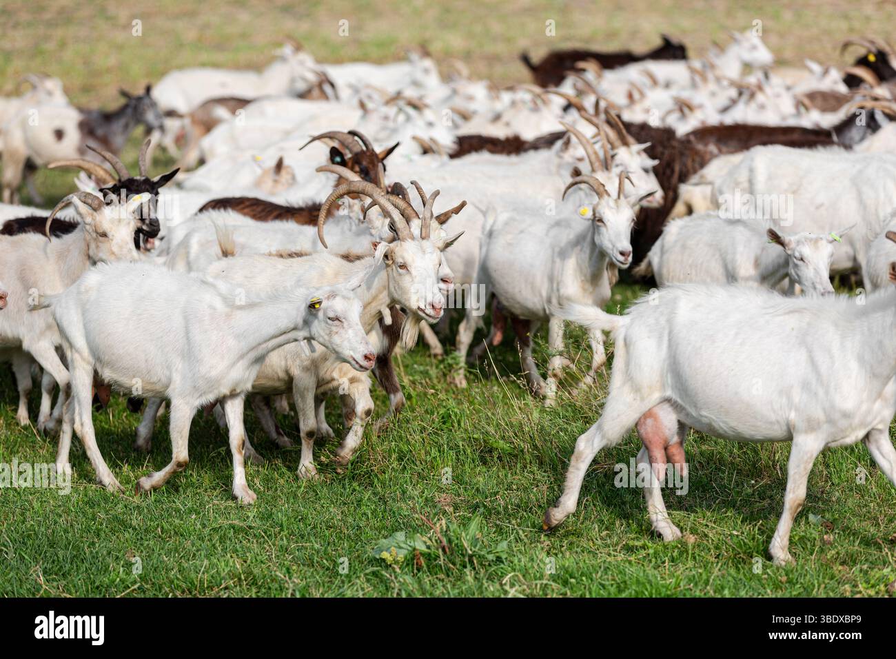 Herd of farm milk goats on a farm pasture in summer. Livestock breeding ...