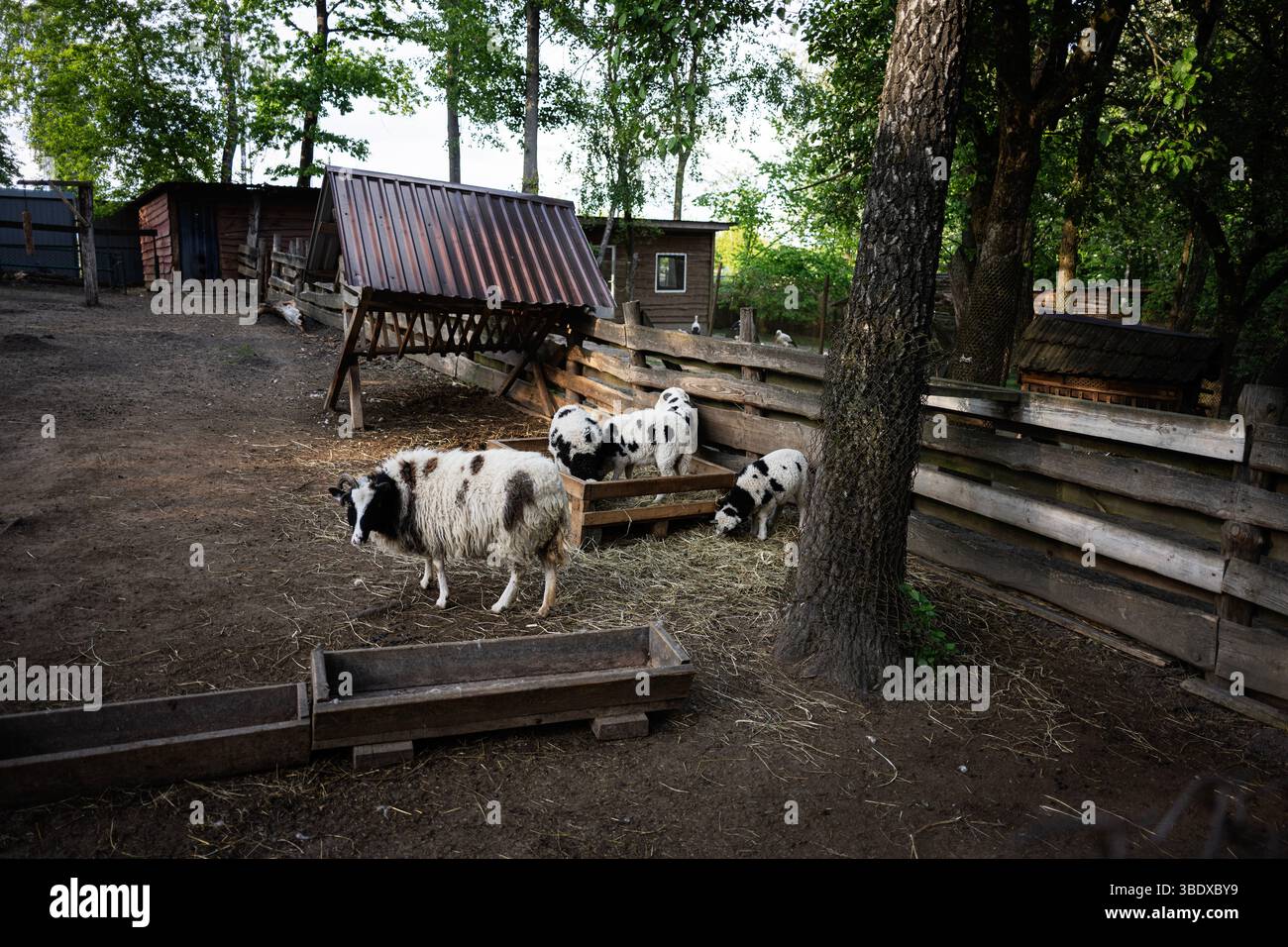 Spotted goats eating food in a rustic farm surrounded by wooden fences ...