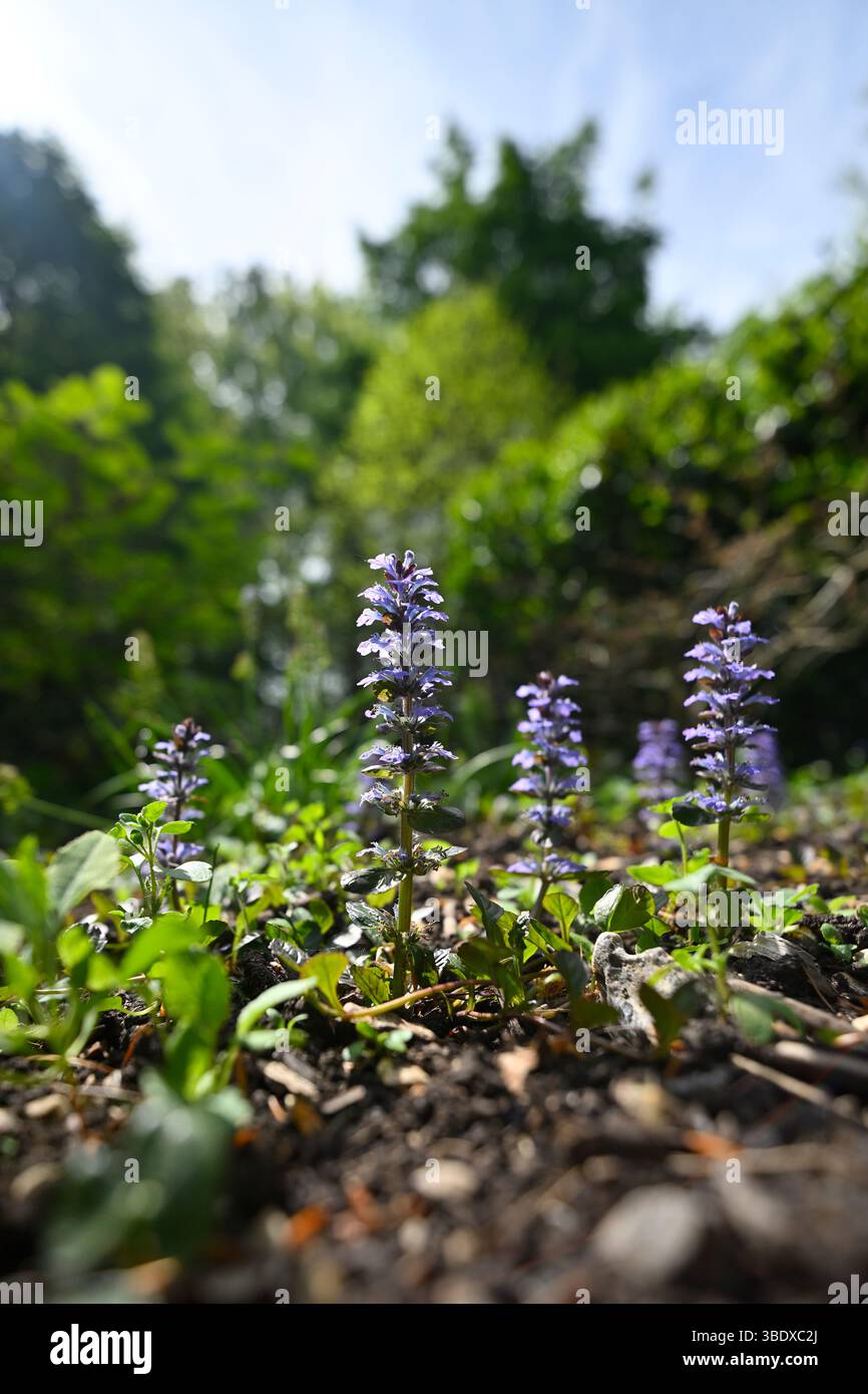 Blue spring flowers of Ajuga reptans, also known as Bugle, growing in ...