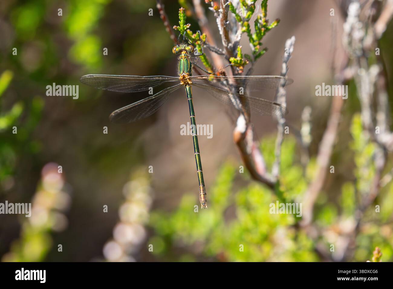 Green Emerald Damselfly perched on heather, County Durham, England, UK ...