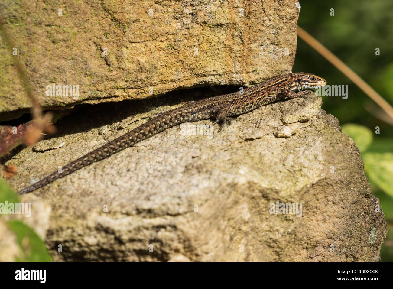 Common Lizard resting on a wall, County Durham, England, UK Stock Photo ...