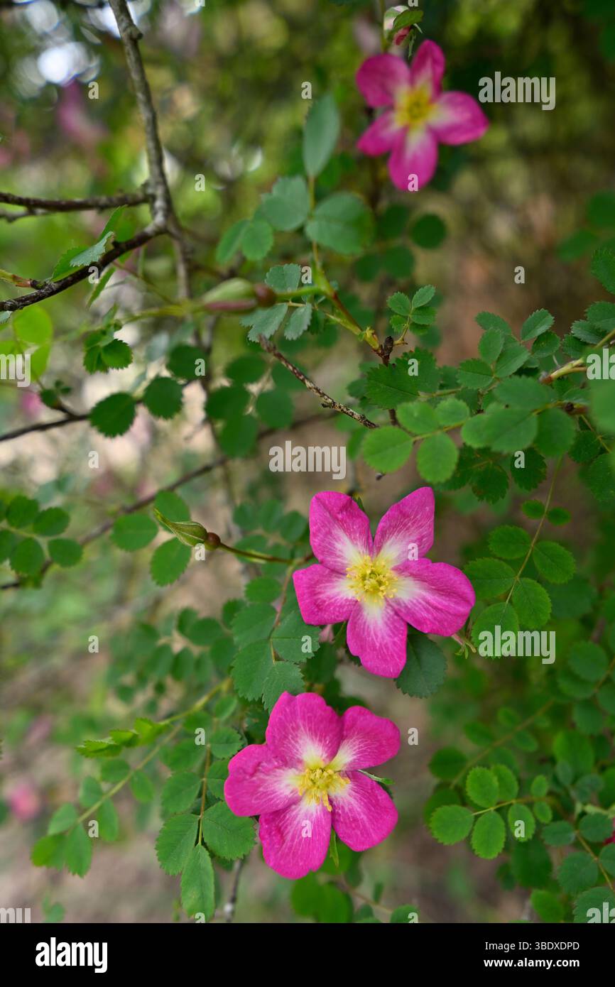 Vivid pink and white single early summer flowers of common alpine rose ...