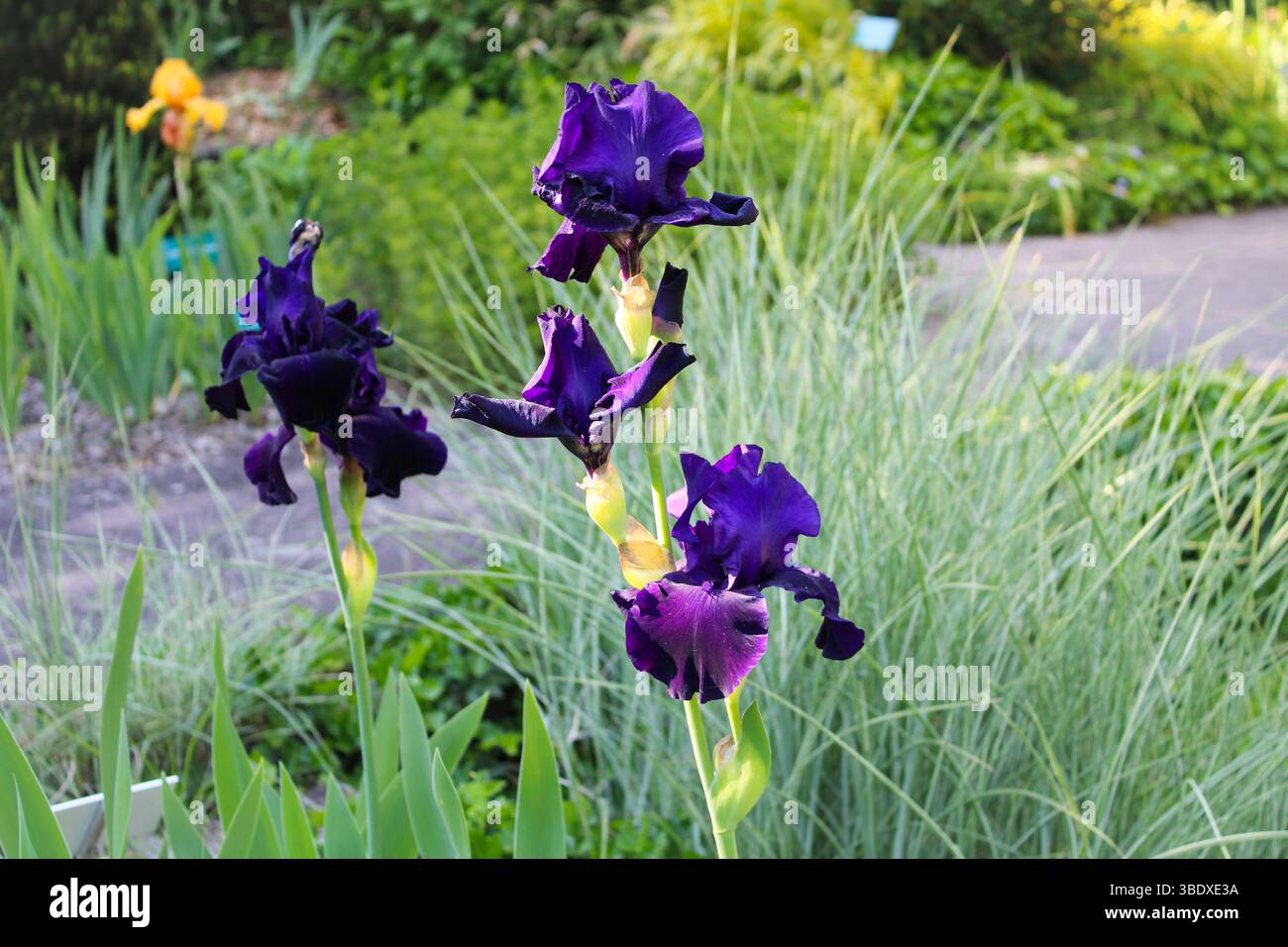 Lush garden scene variety hi-res stock photography and images - Alamy