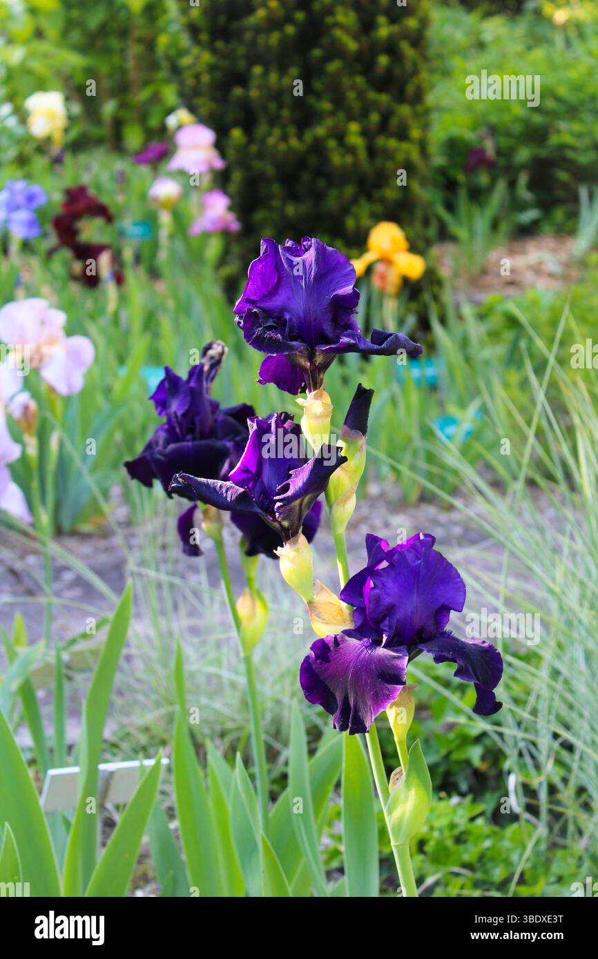 Vibrant deep purple flowers hi-res stock photography and images - Alamy