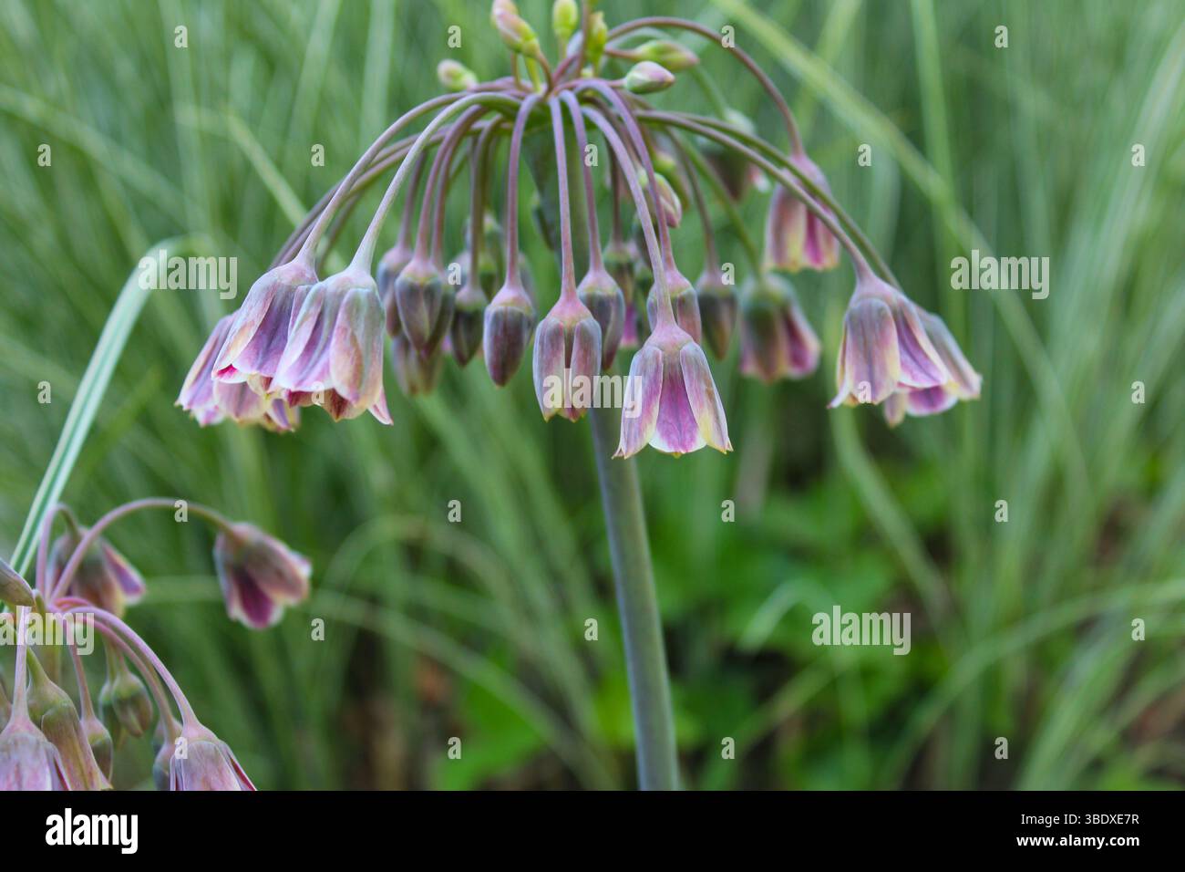 Nectaroscordum Siculum (Sicilian Honey Garlic) in Bloom – Close-Up ...