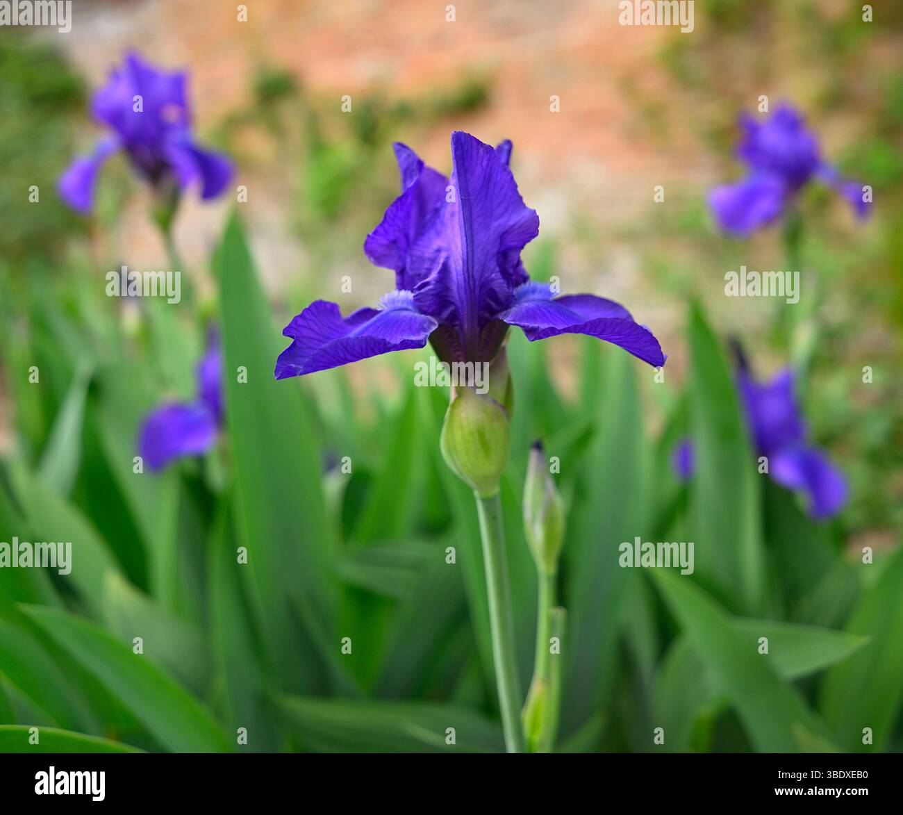 Early summer blooms of tall purple bearded Iris germanica UK May Stock ...