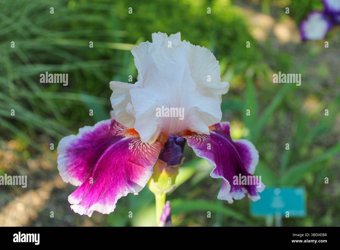 Bicolor bearded iris hi-res stock photography and images - Alamy