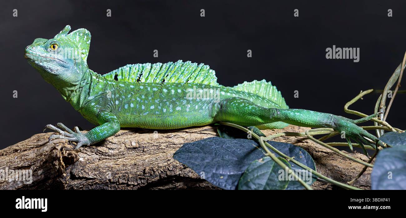 Jesus christ lizard basiliscus plumifrons hi-res stock photography and ...