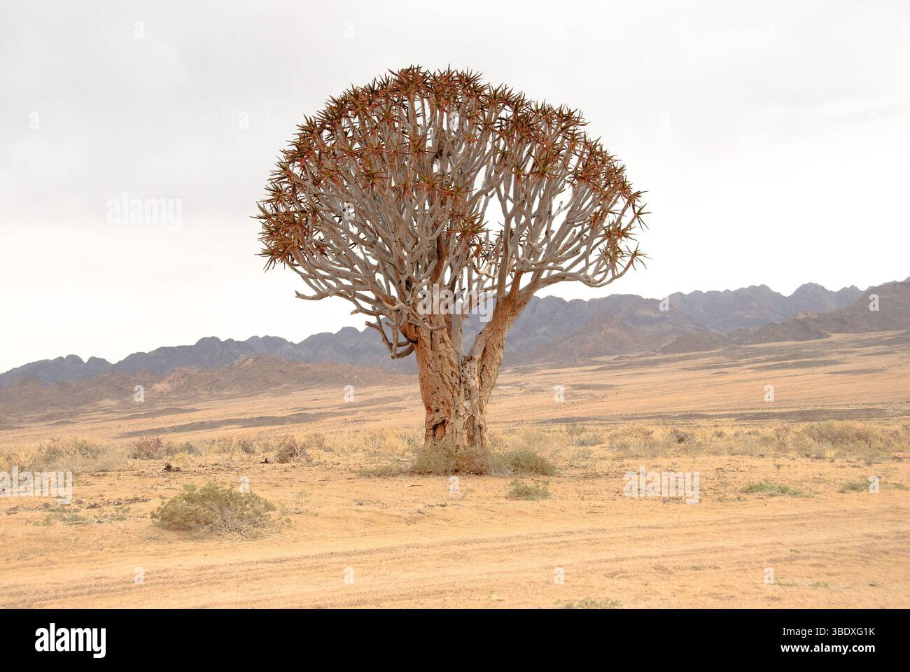 Lone quiver tree in the Richtersveld desert Stock Photo - Alamy