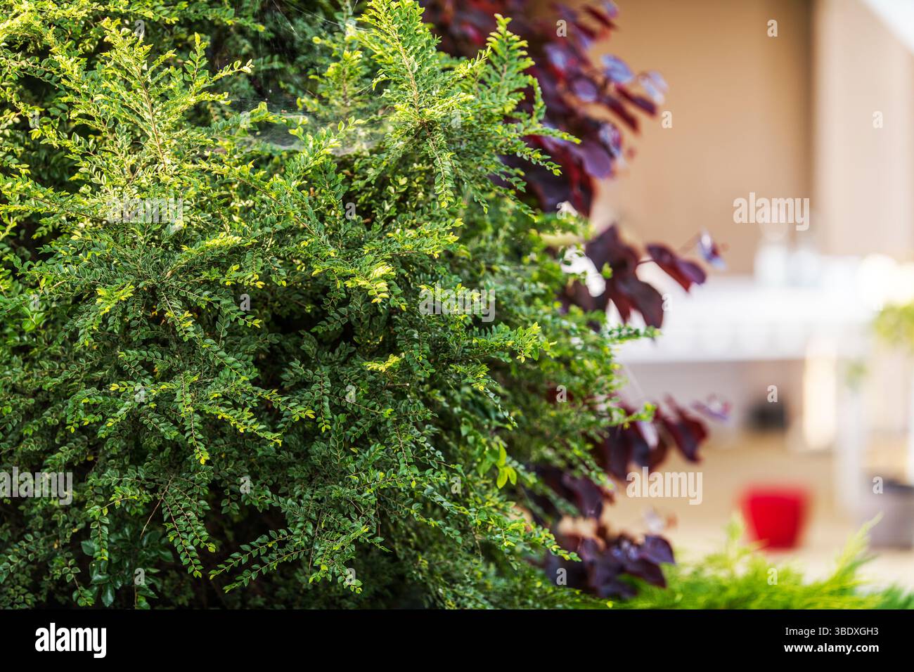 A garden filled with dense, vibrant green plants showcases various ...