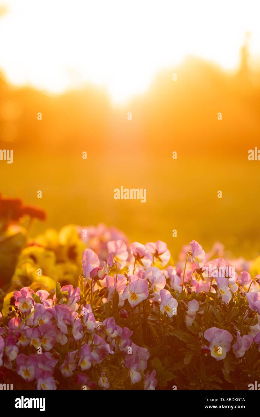 Spring Flowers at Lake Constance Shore in Warm Evening Light ...