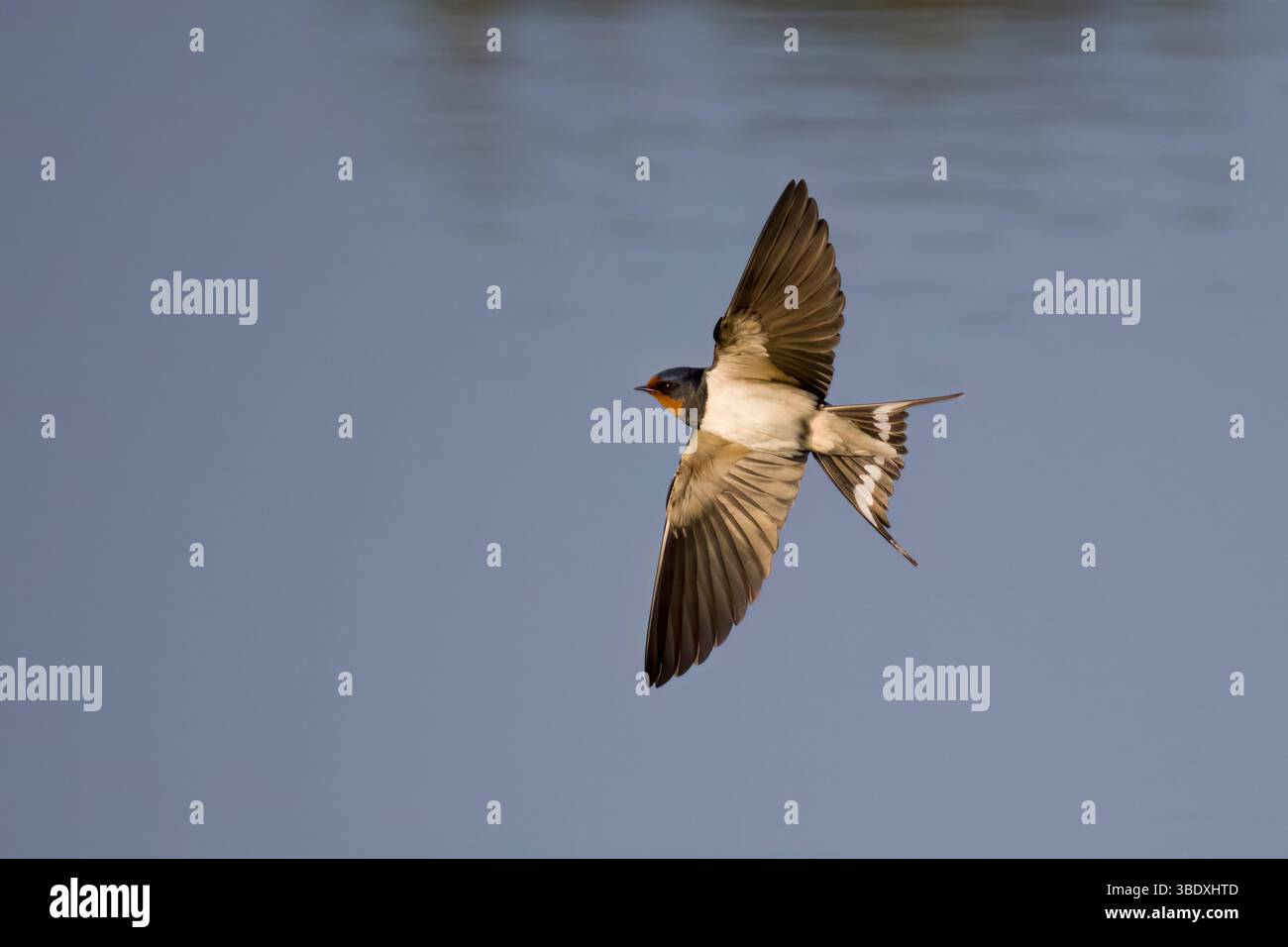 Barn swallow flight hi-res stock photography and images - Alamy