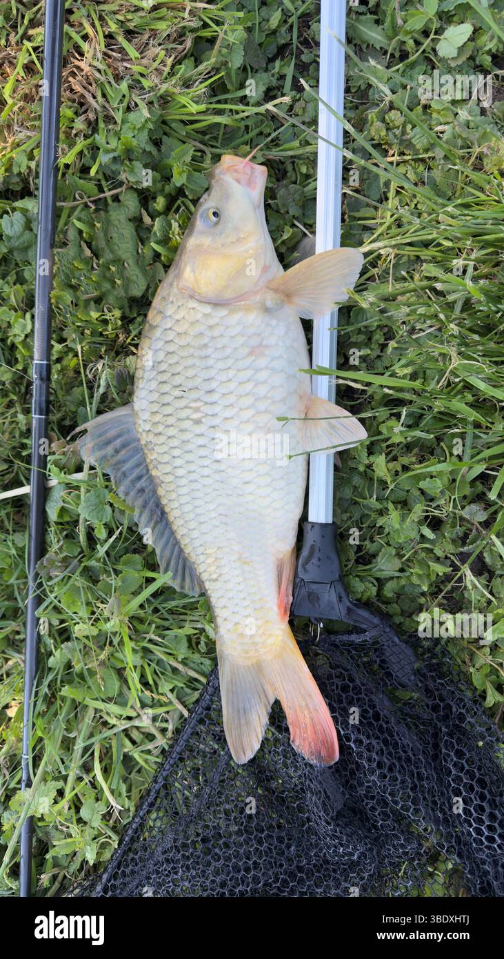 Caught carp lying on green grass Stock Photo - Alamy