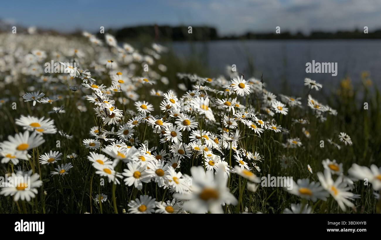 Picturesque view of daisy field hi-res stock photography and images - Alamy