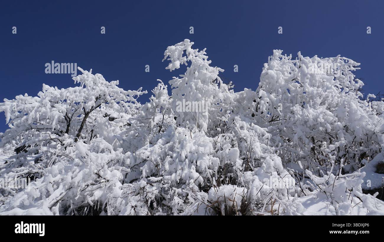 Winter's Crystal Veil: The Ethereal Beauty of Rime Ice Landscapes Stock ...