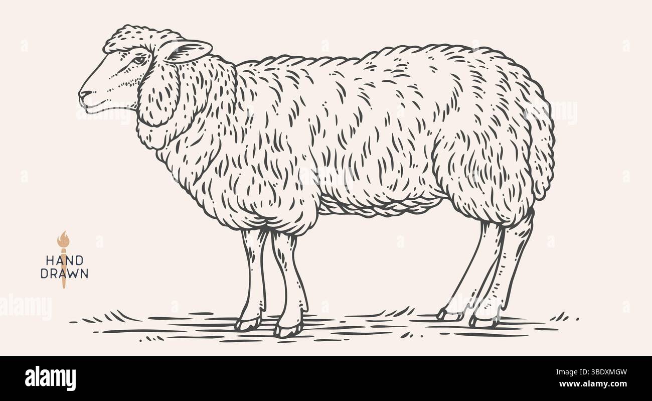 Sheep, lamb, mutton. Vintage retro print Stock Vector Image & Art - Alamy