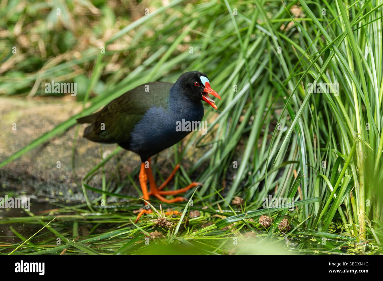 Ein Bronzesultanshuhn in der Wilhelma. Stuttgart Baden-Württemberg ...