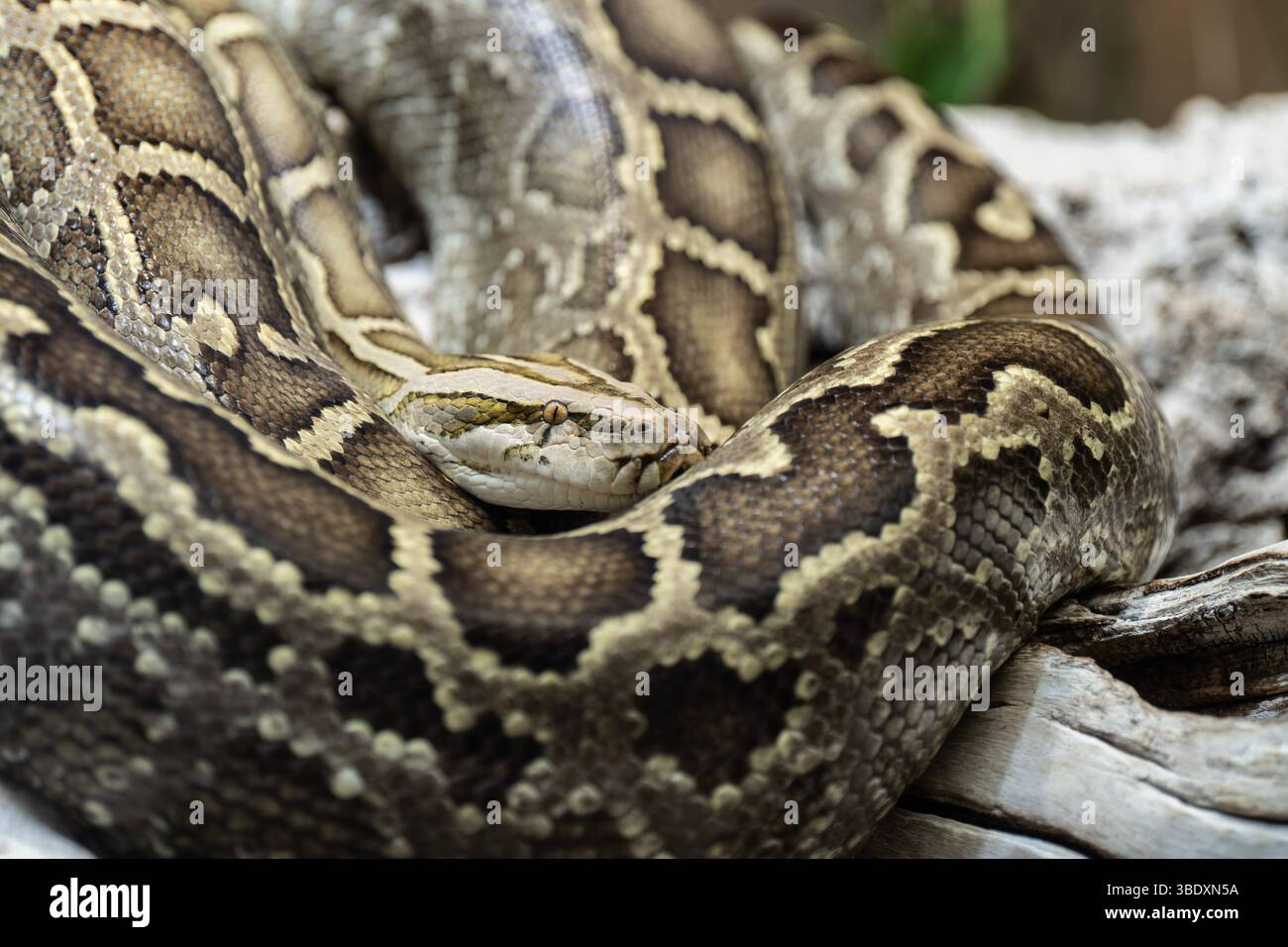 Ein Dunkler Tigerpython in der Wilhelma. Stuttgart Baden-Württemberg ...