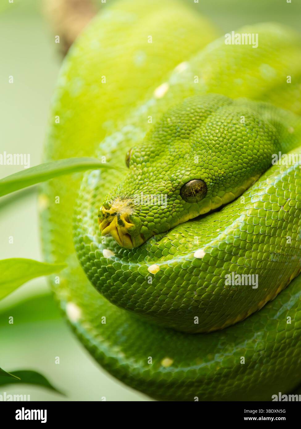 Ein Grüner Baumpython hält sich in der Wilhelma in einem Terrarium an einem Ast fest. Stuttgart ...