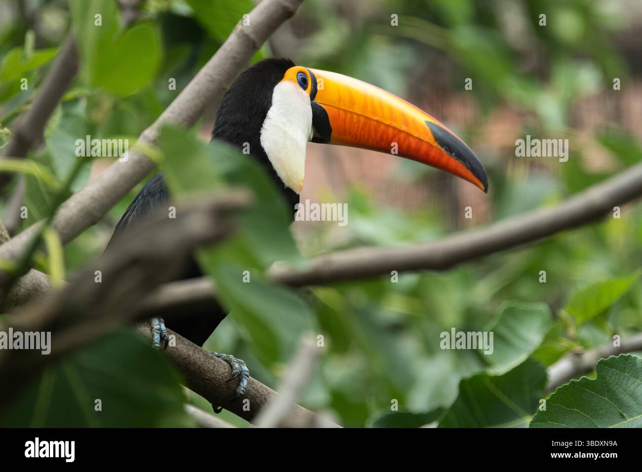 Ein Tukan hält sich in der Wilhelma an einem Baumstamm fest. Stuttgart ...