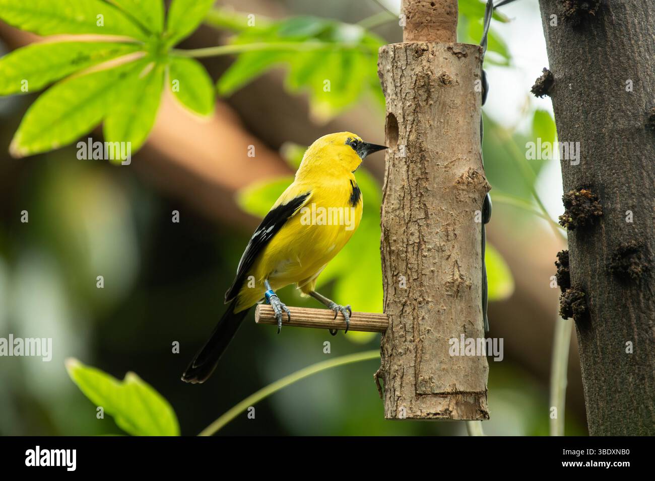 Ein Orangebrust-Trupial hält sich in der Wilhelma an einem Vogelhaus ...