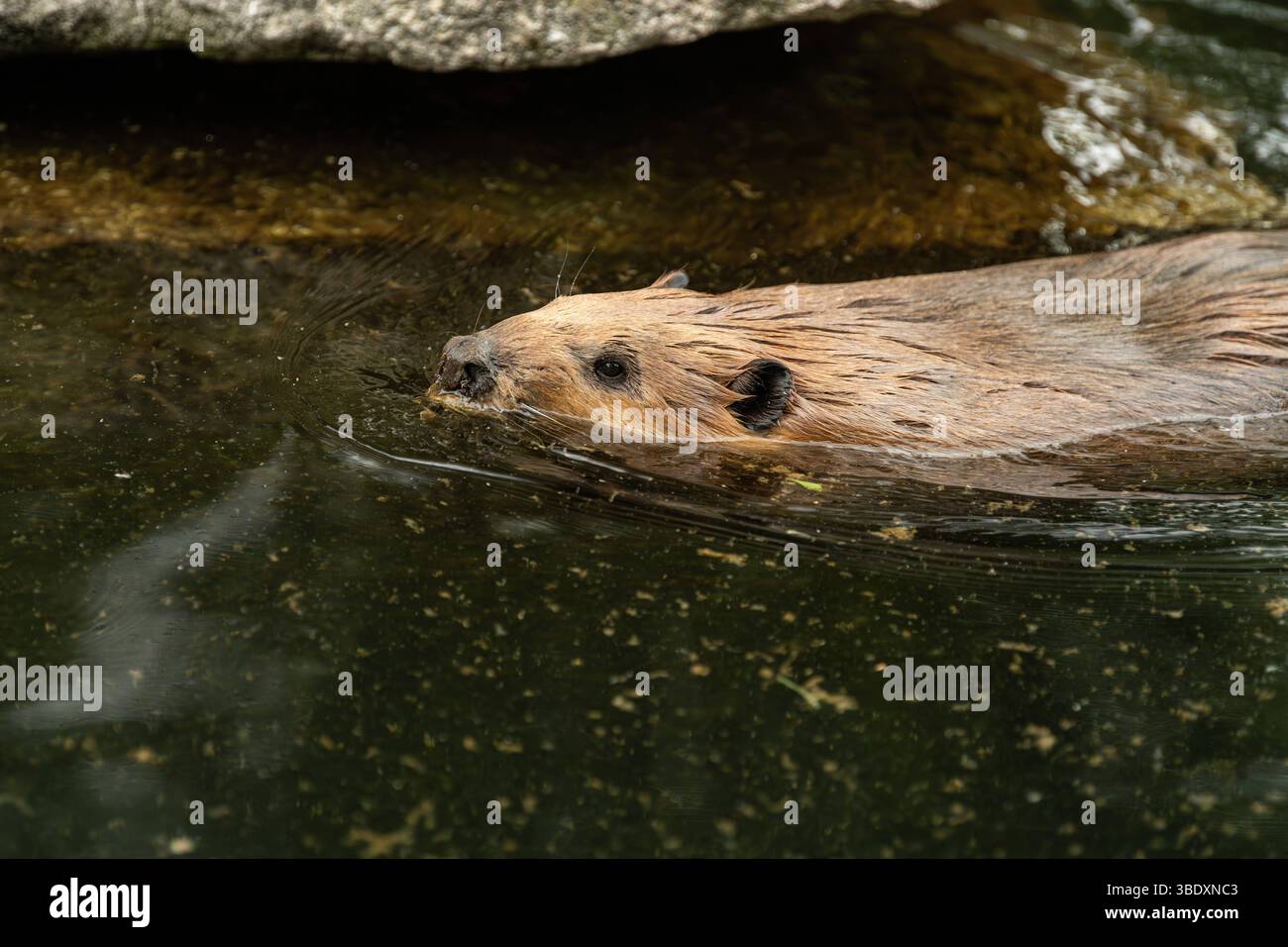 Ein Biber schwimmt in der Wilhelma in einem Teich. Stuttgart Baden ...