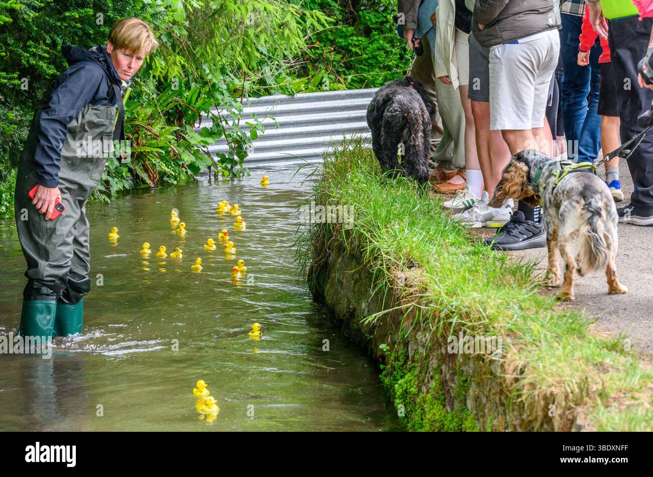 Loose Village, Kent, UK. 26th May, 2025. The annual Bank Holiday Duck ...