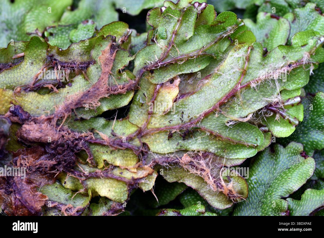 Detail of the rhizoids of the liverwort Conocephalum conicum seen from ...
