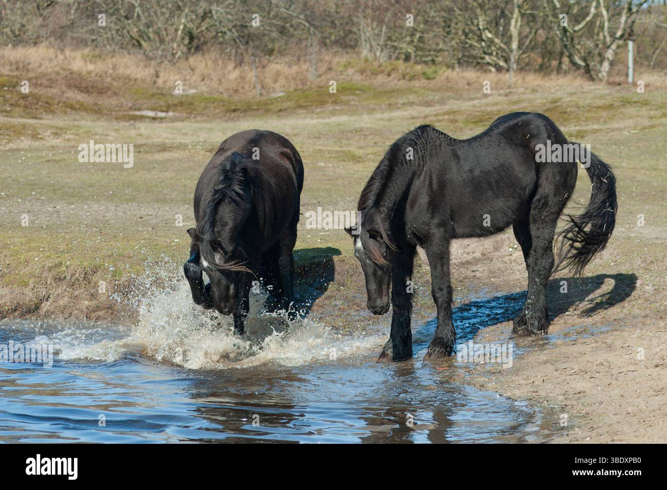 Die zwei pferde hi-res stock photography and images - Alamy