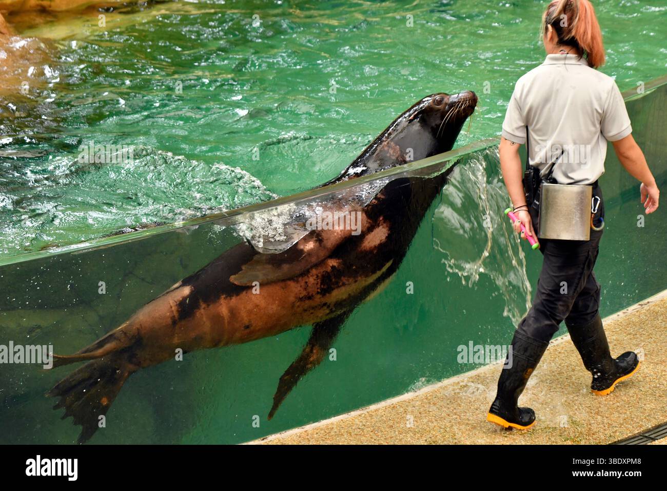 Splash Safari Show in Singapore Zoo,Asia Stock Photo - Alamy