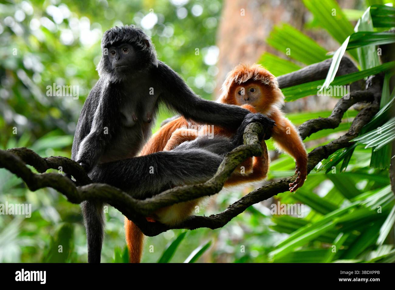 Guiana spider monkey,or red-faced black spider monkey (Ateles paniscus ...