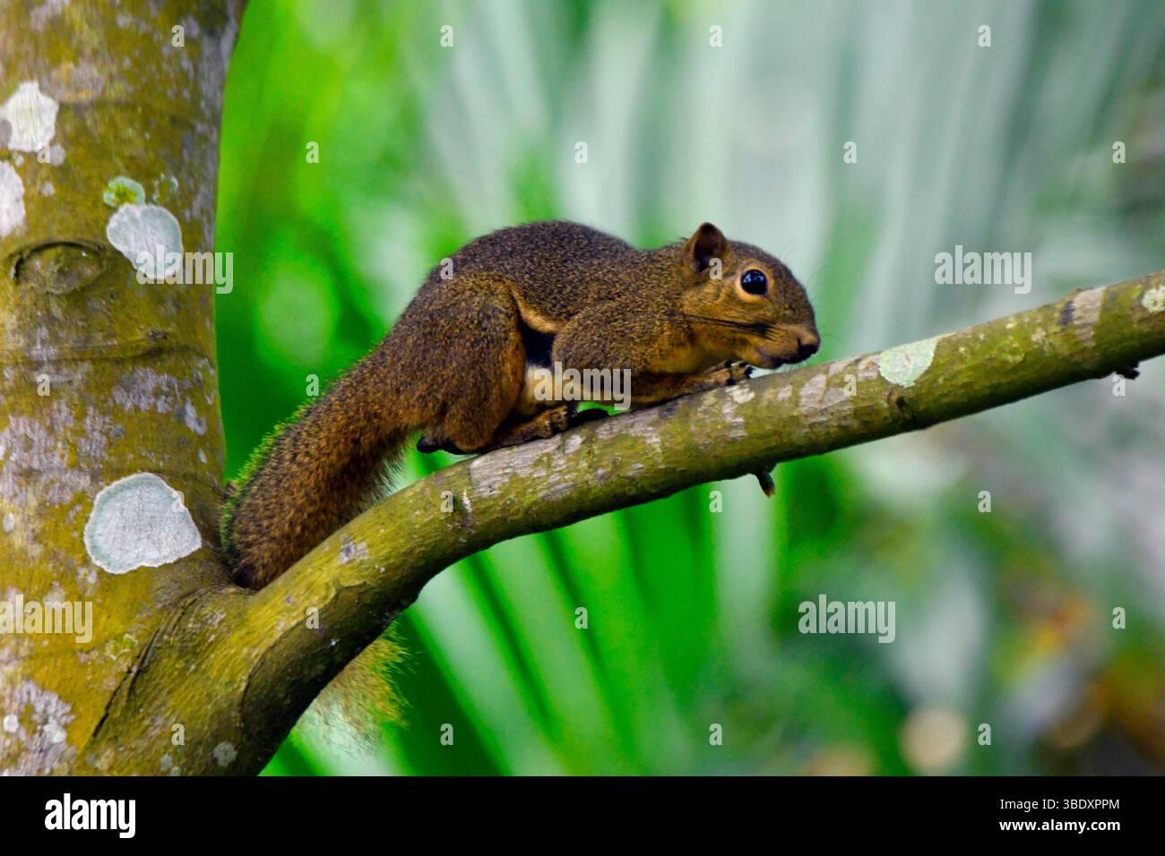 Slender Squirrel eating in a tree in Singapore ,Asia Stock Photo - Alamy