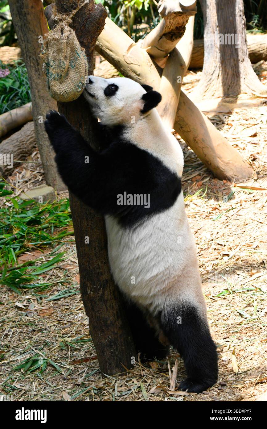 Panda in a zoo of Singapore,Asia Stock Photo - Alamy