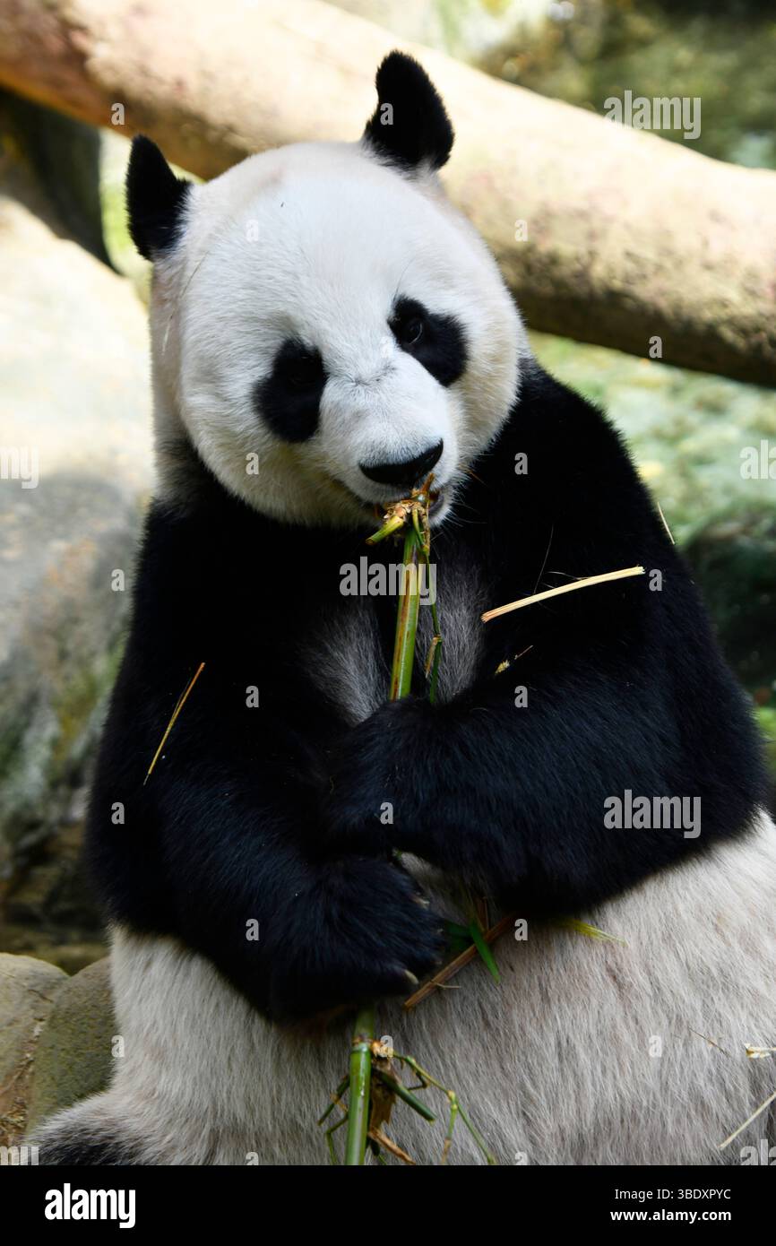 Panda in a zoo in Singapore Stock Photo - Alamy