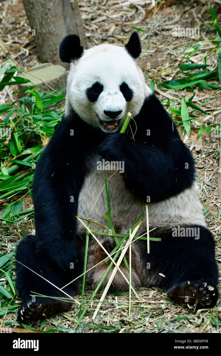 Panda in a zoo in Singapore Stock Photo - Alamy