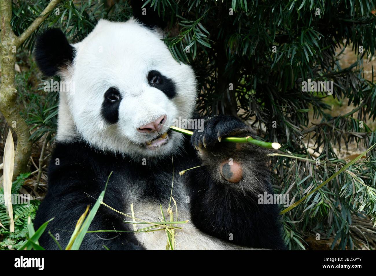 Panda in a zoo in Singapore Stock Photo - Alamy