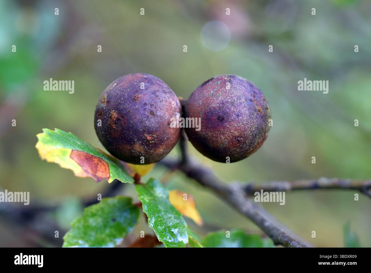 Galls or cecidia produced by an insect on an oak tree Stock Photo - Alamy