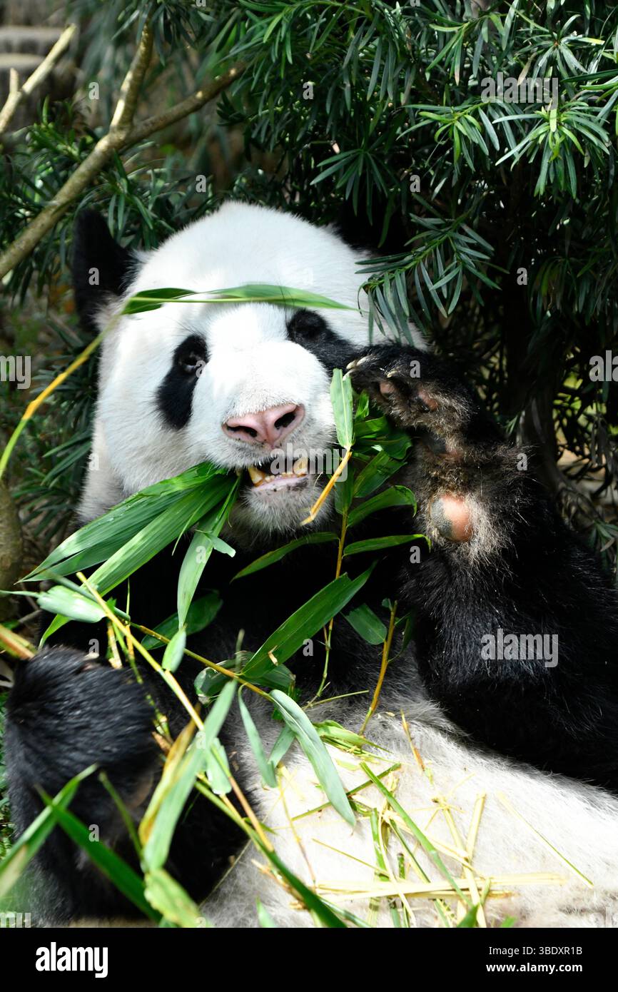 Panda in a zoo in Singapore Stock Photo - Alamy